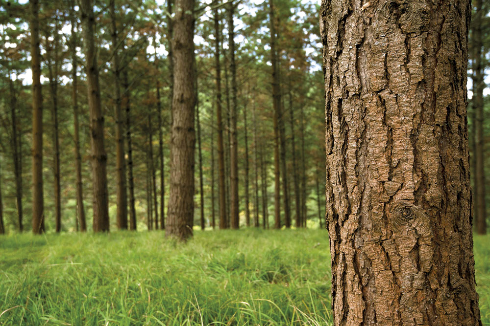 Estrategia Empresarial | Los bosques, claves en el desarrollo de la ...